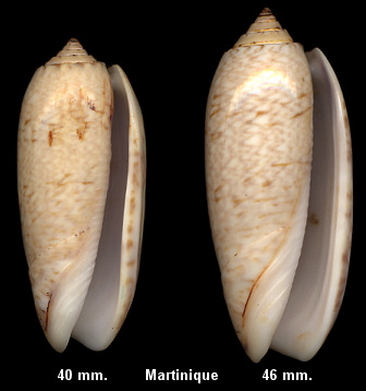 Oliva scripta Lamarck, 1811